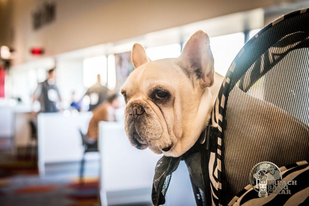 Meet the Dogs of SHOT Show 2019 | Breach Bang Clear